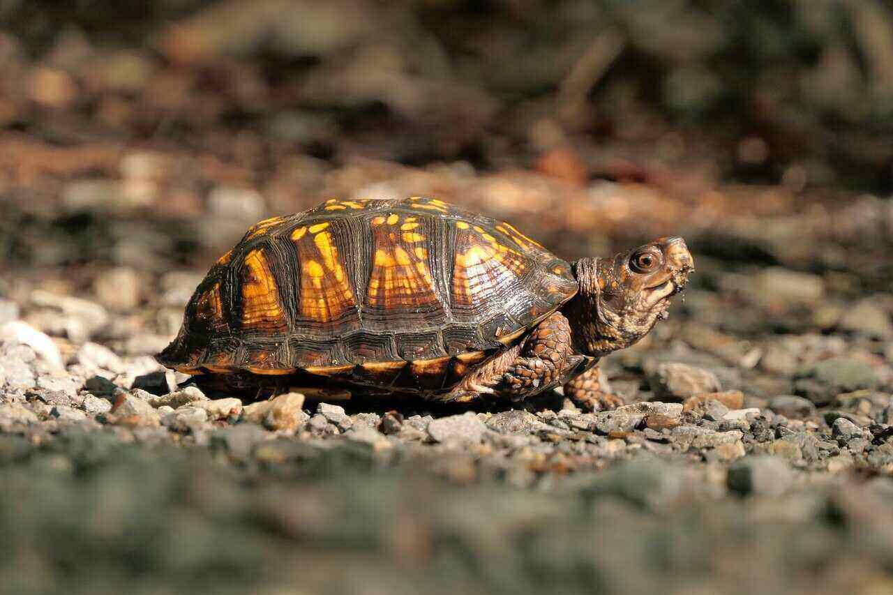 Wat is een fabel? Dit filmpje met een hyena is een goed voorbeeld